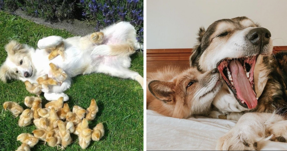 24 Charmingly Aww-dorable Animal Friendships That Show Fur-real ...