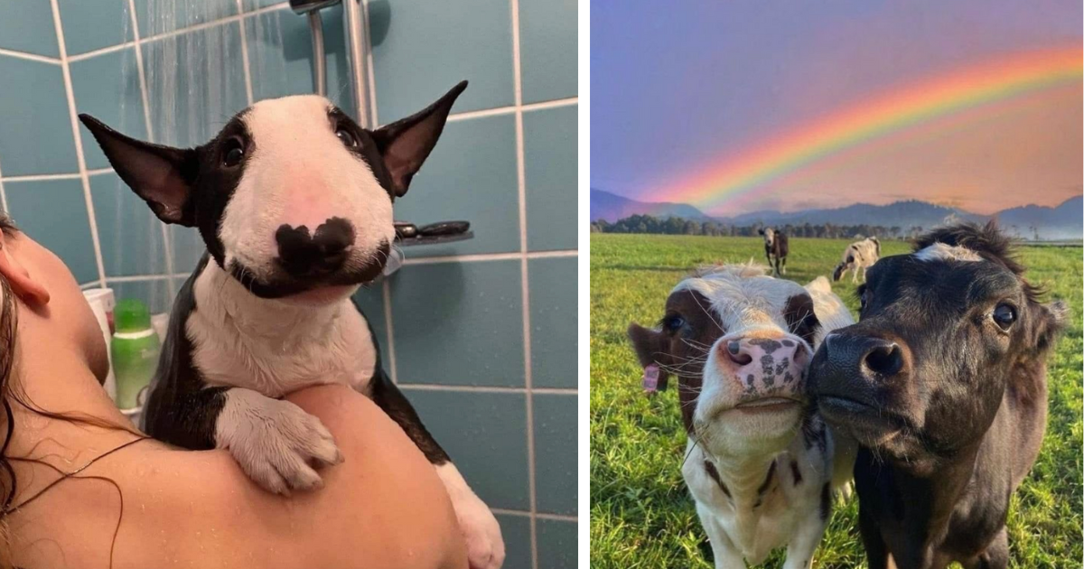 30 Heartwarmingly Happy And Wholesome Animal Pictures To Make Sure You ...