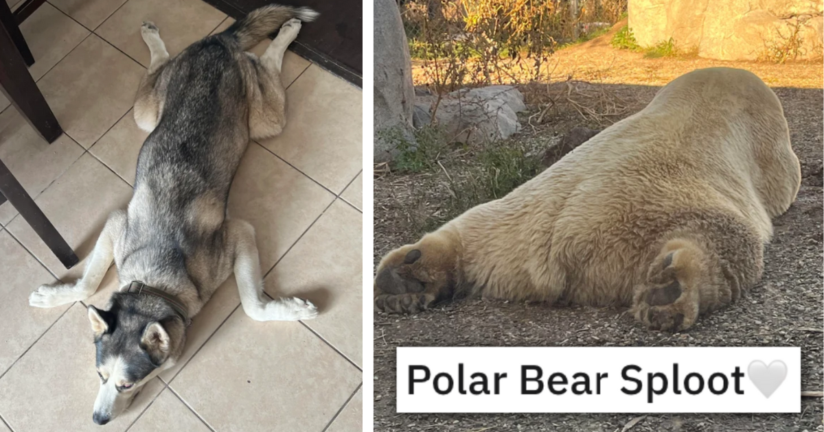 25 Cute Creatures Of The Awesome Animal Kingdom Demonstrating The ...