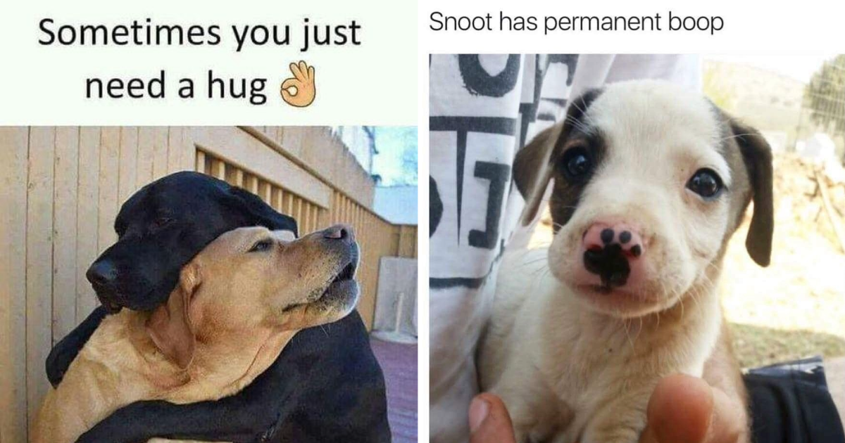 Preposterously Pawdorable Puppy Memes For A Wholesome Heart-Warming ...