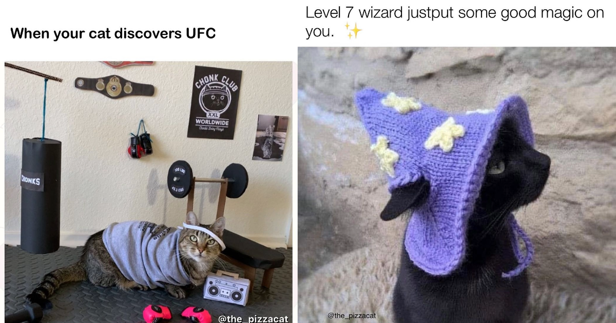 Fluffy Funny Feline Friday Memes To Celebrate A Cat-Like Landing Into ...