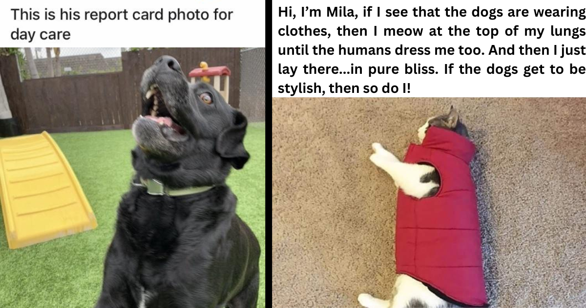 36 Wholesome Animal Pics And Memes To Start The Weekend With A ...