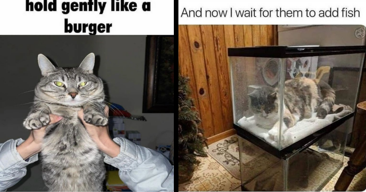 Cat-astrophic Friday Funnies: 25 Hilarious Cat Memes To End The ...