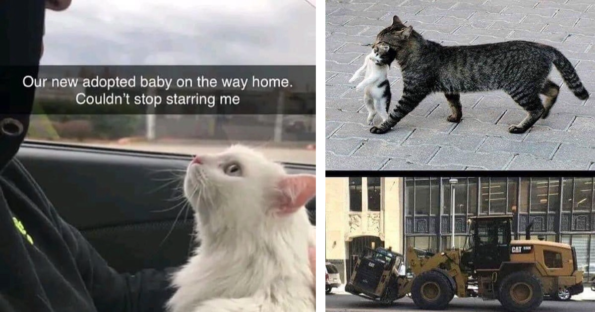 Celebrate Caturday With These Curious Cloying Kitty Memes From The Cat ...