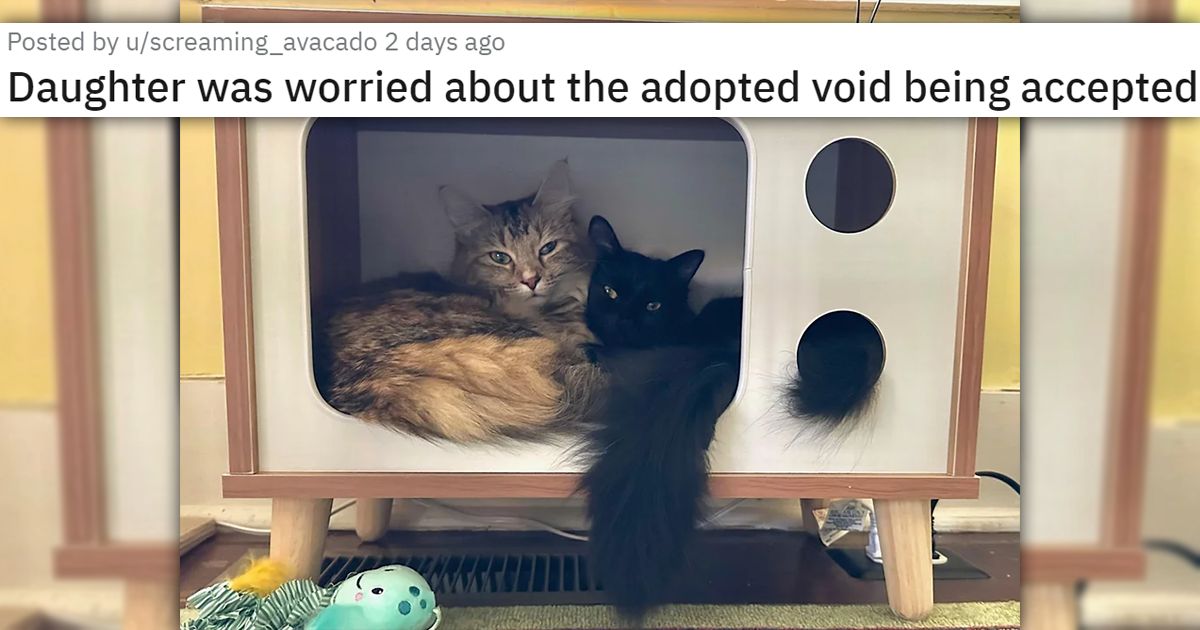 Meet The Newly Adopted Feline Faces Of The Week: 24 Heartwarming Cat ...