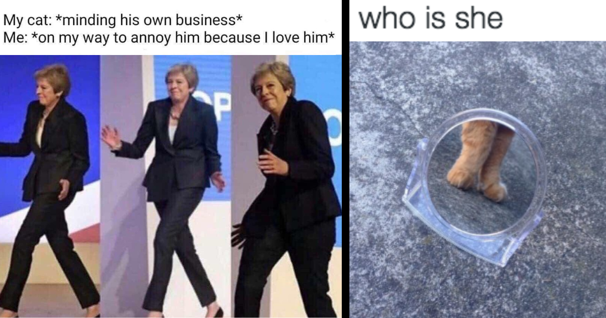 40 Funniest Feline Memes To Help You Giggle Through The Pain Of ...