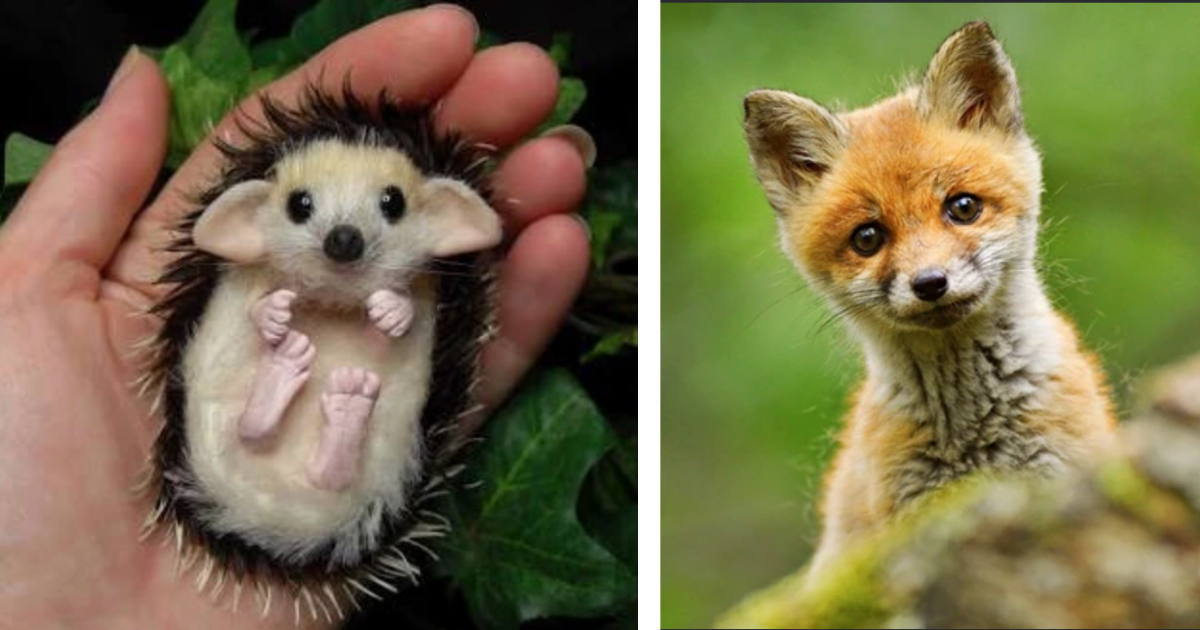 A Carefully Curated Carriage Of Cute Baby Animals To Start Your Sunday ...