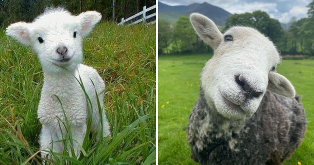 23 Smiling Sheep Stealing The Show With Their Aww-dorable Charm ...
