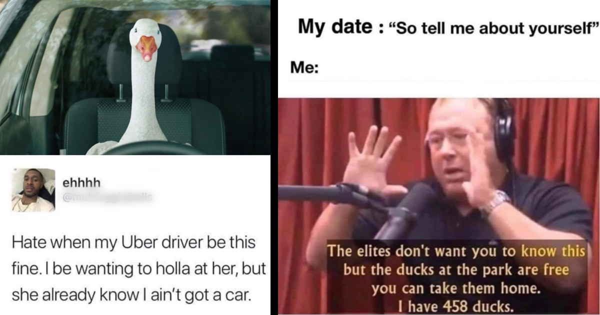 Manic Monday Memery With Some Bird-Heavy Animal Memes That Are Ducking ...