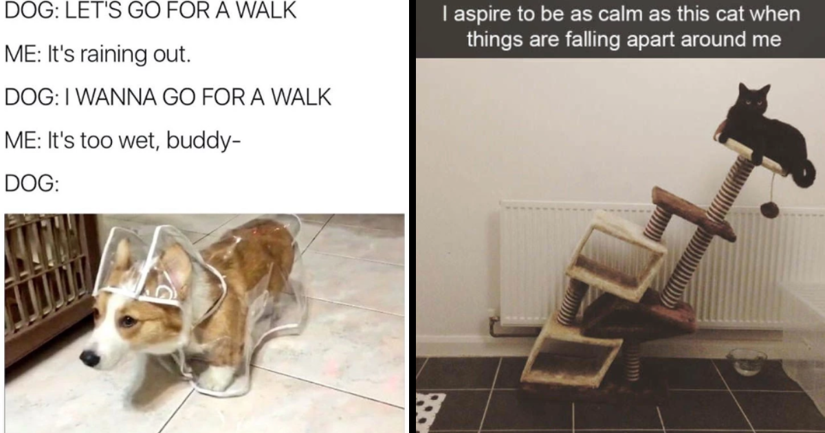 Laughing Your Way Through Monday With 26 Funny Animal Memes For A ...