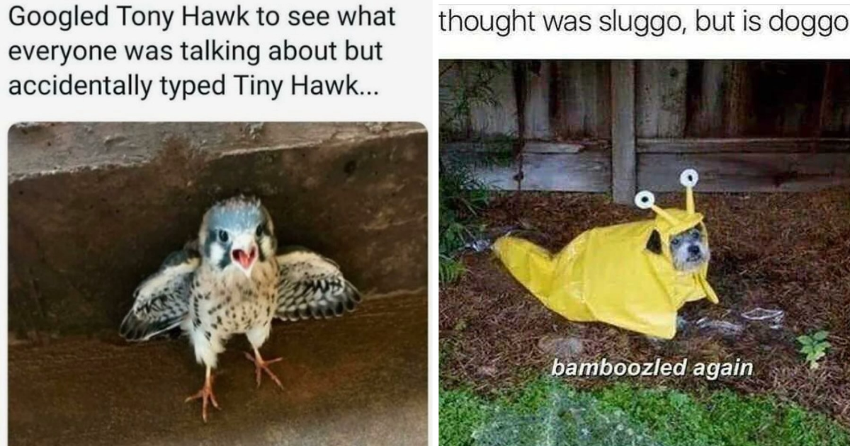 Adorable Adventurous Animal Memes For A Wholesome Heartwarming Start To ...