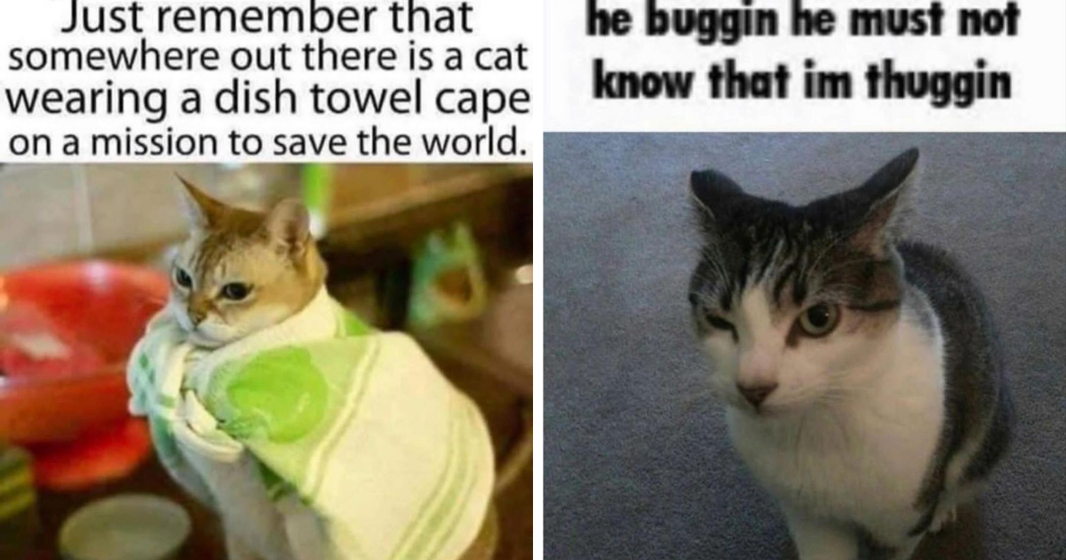 Funny Spicy Grumpy Cat Memes To Help You Get Over The Monday Grumpies ...