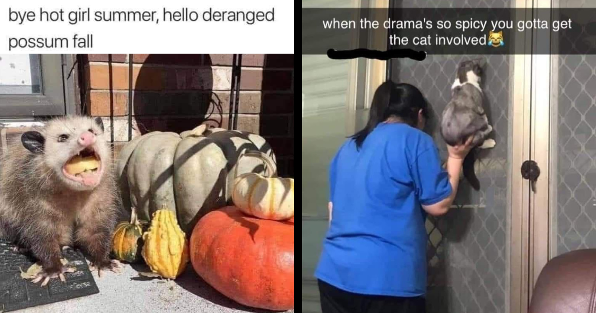 26 Spicy Sassy Animal Memes & Tweets To Transform Your Wednesday From ...