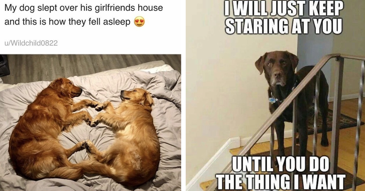 Dashing Doting Dog Memes To Fill Your Hooman Heart With Wholesome ...