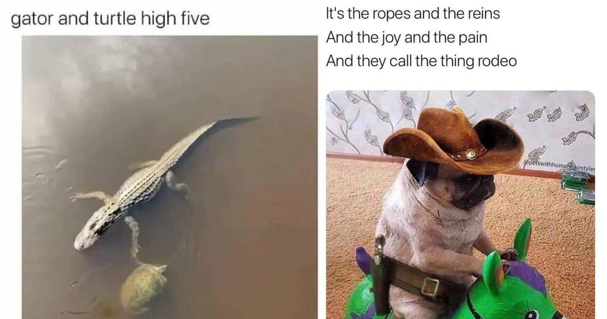 Wild And Wacky Animal Memes To Bring You Some Wholesome Wildlife Wonder ...