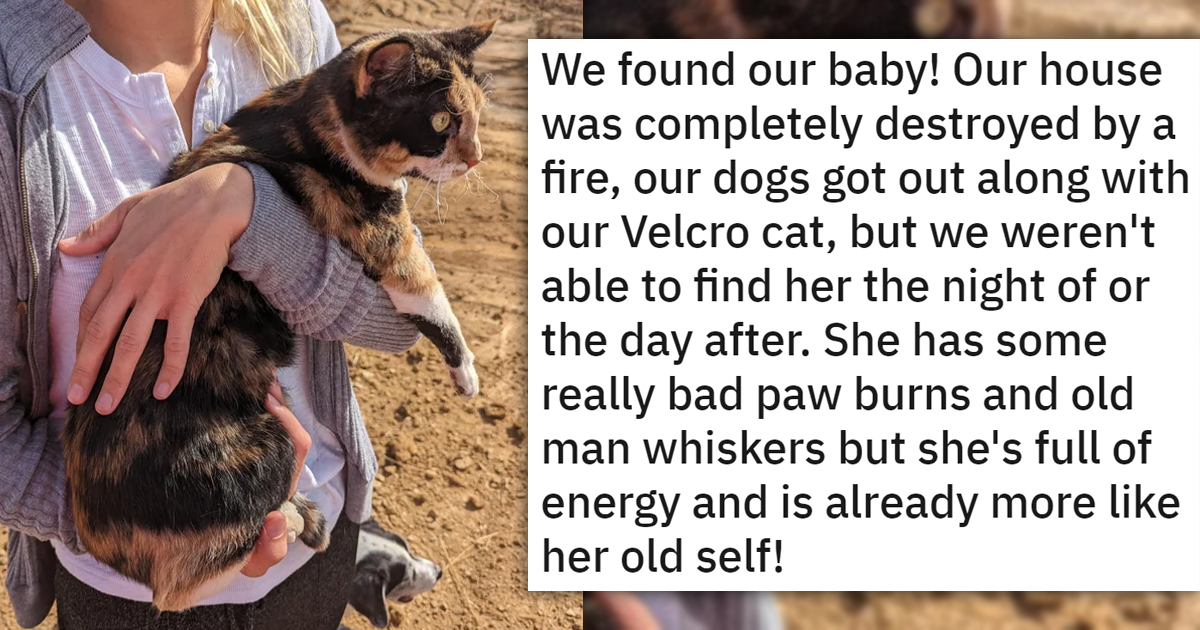 Paws And Embrace The Cattitude With This Week's Cat Medley: The Cutest ...