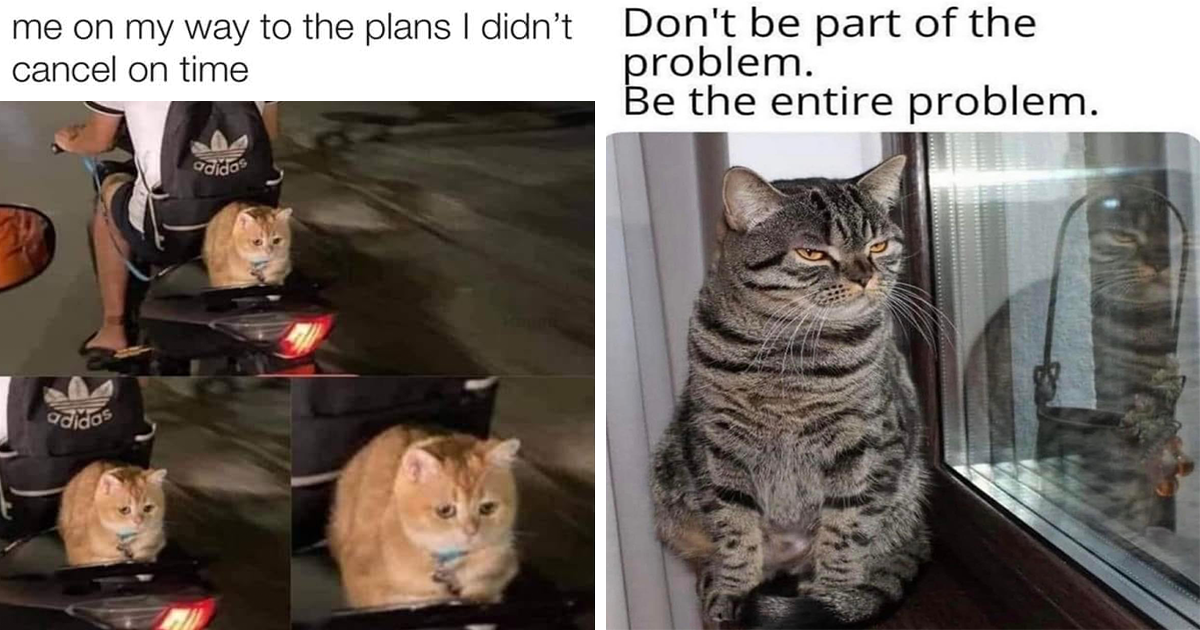 Mid-Week Pick Me Up: Fabulous Feline Memes For Every Cat Person Who's ...