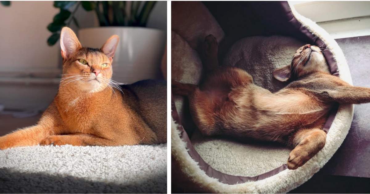 28 Awwdorable Abyssinian Cats That Are Purrfectly Playful And ...