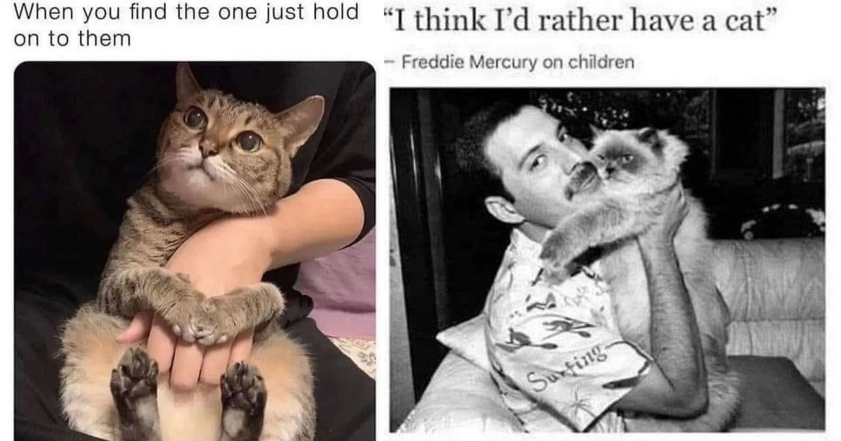 Uplifting Pawsitive Mid-Week Feline Memes From The Cat Colony To ...