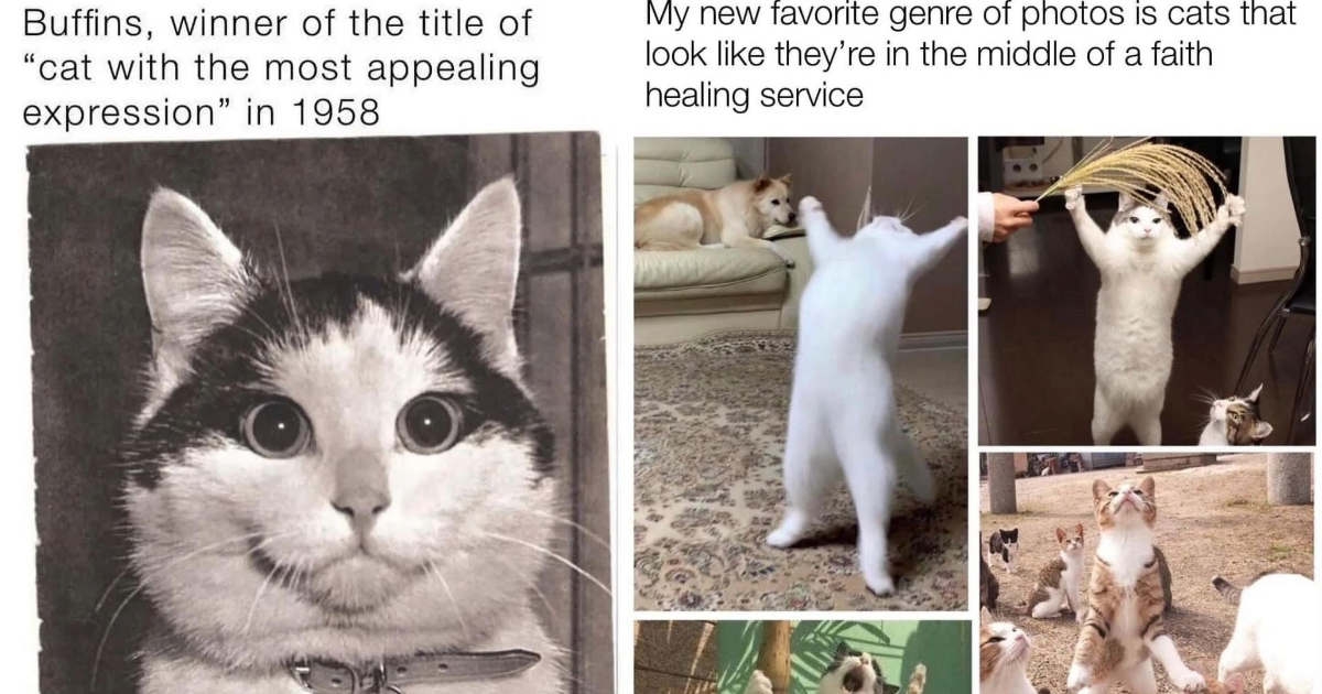 Adorable Amusing Cat Memes To Add Some Wholesome Sugar To Your Thursday ...