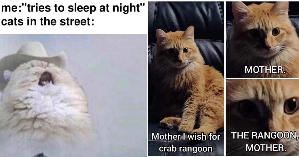 Dramatic Cat Memes For All The Hoomans Who Would Rather Stay Home Today ...