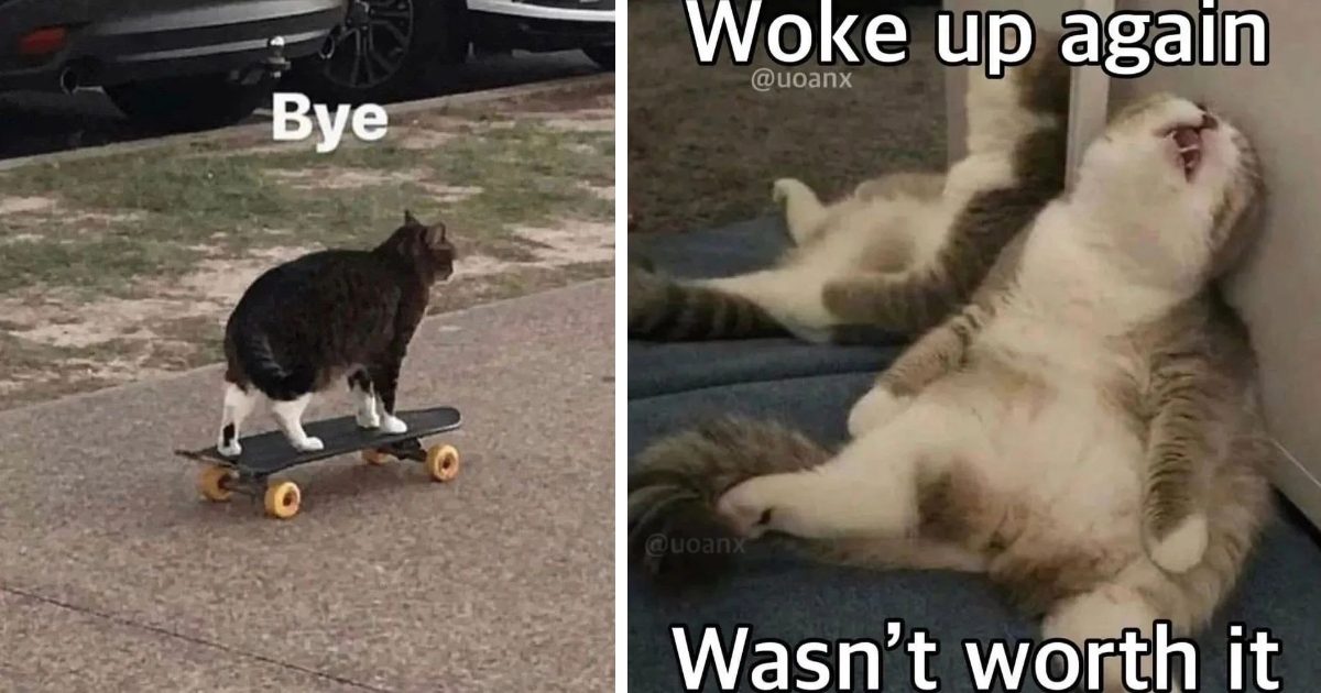 Comical Chaotic Cat Memes To Add A Dash Of Spice To Your Afternoon - I ...