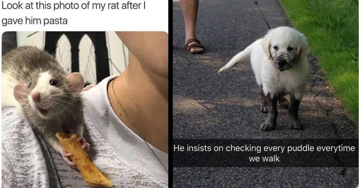 37 Wholesome Animal Pics And Memes To Start The Weekend With A ...