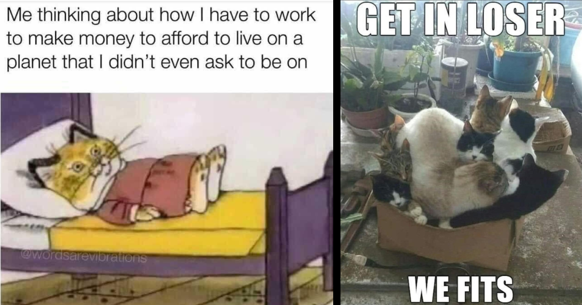30 Cleverly Crafted Comical Cat Memes For Fans Of Felines And Sassy ...