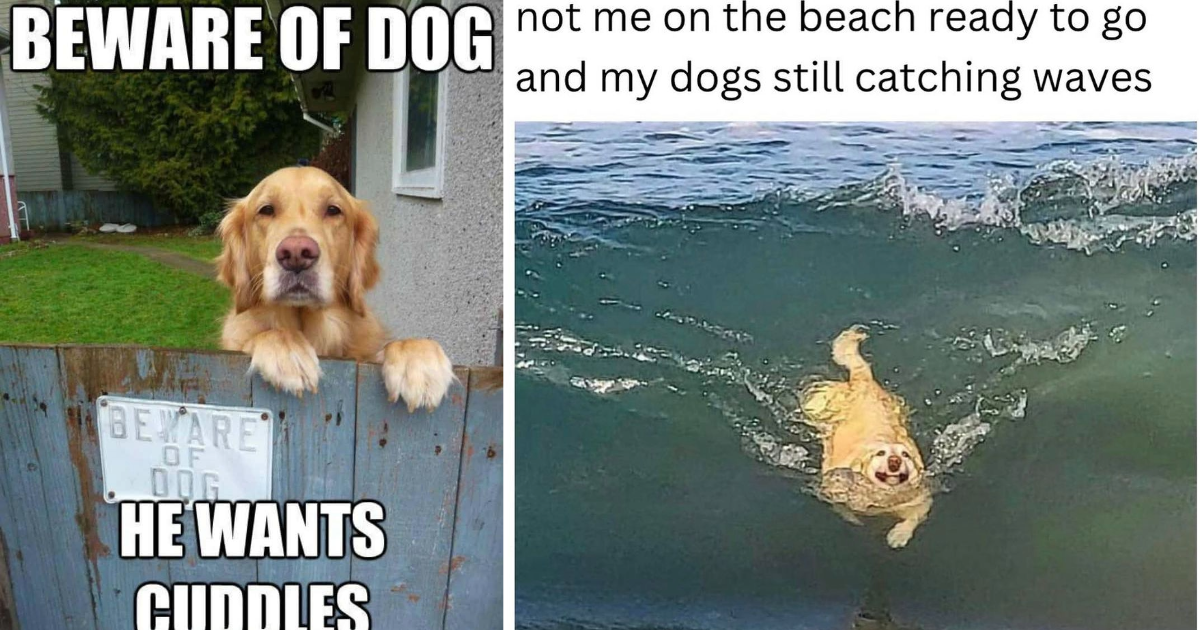 Wholesome Heart Melting Golden Retriever Memes To Put The Wag Back In ...