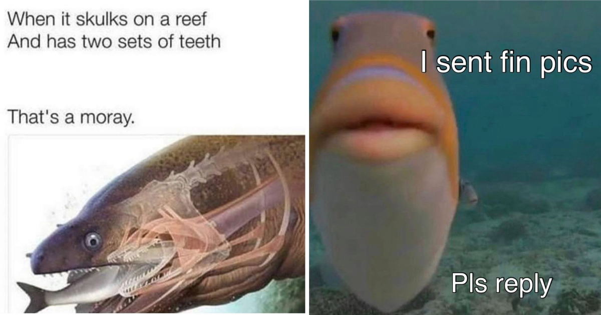 Funny Spicy Fish Filled Memes For A Shark-tastic Saturday - Animal ...