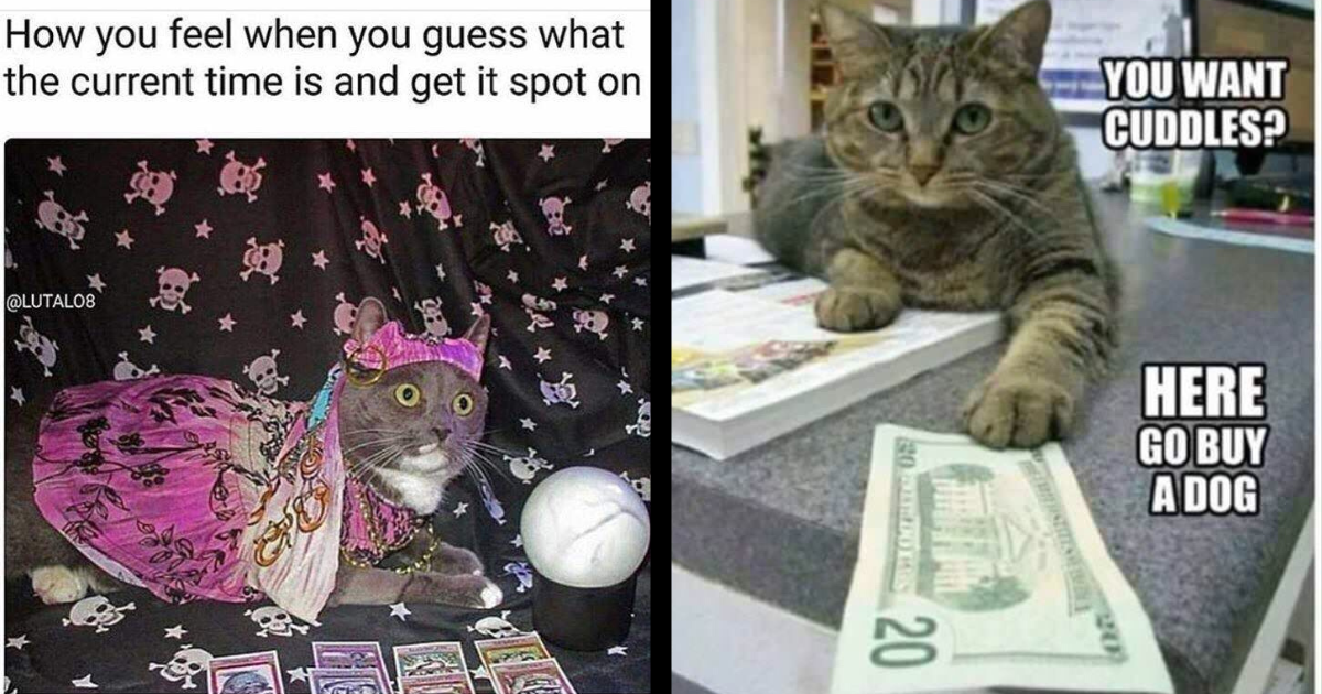 31 Cat Memes That Are Whisker-Lickin' Good to Satisfy Your Caturday ...