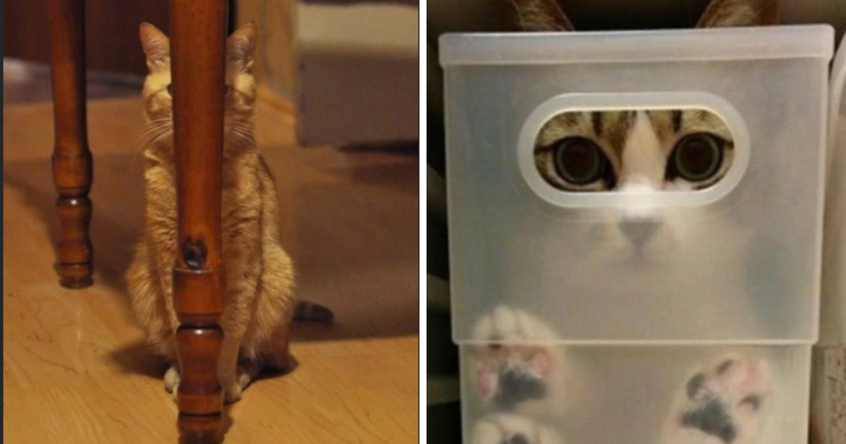 30 Hissterically Awwdorable Kitties Pawsitively Clueless In The Art Of ...