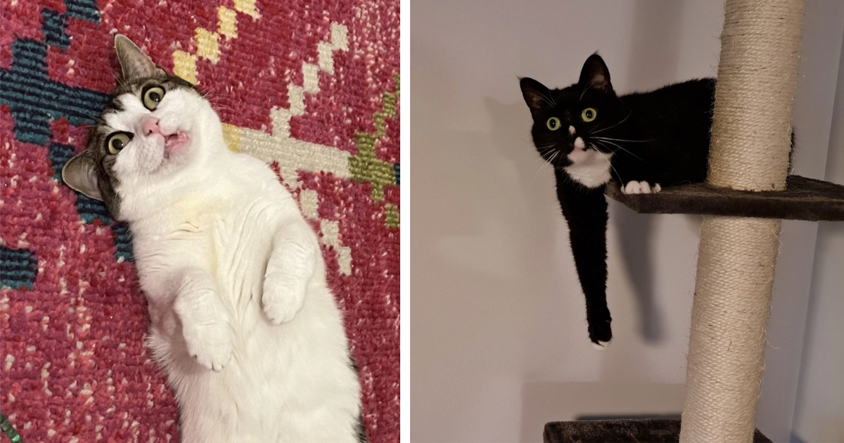 31 Giggle-Worthy Cats With Not A Single Thought In Their Adorable ...