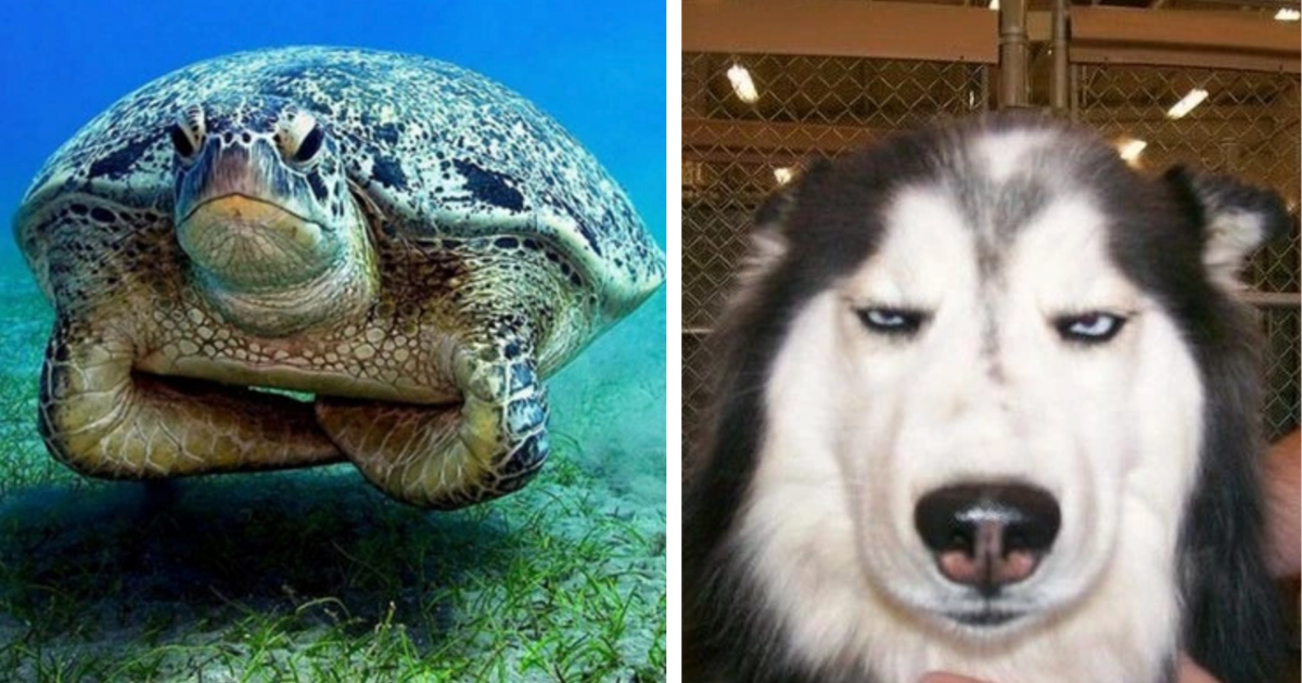 25 Hilariously Disappointed Animals That Are Not Amused By Your Nightly ...