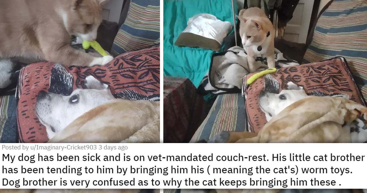 Cute And Considerate Cat Adorably Takes Care Of His Dog Brother While ...