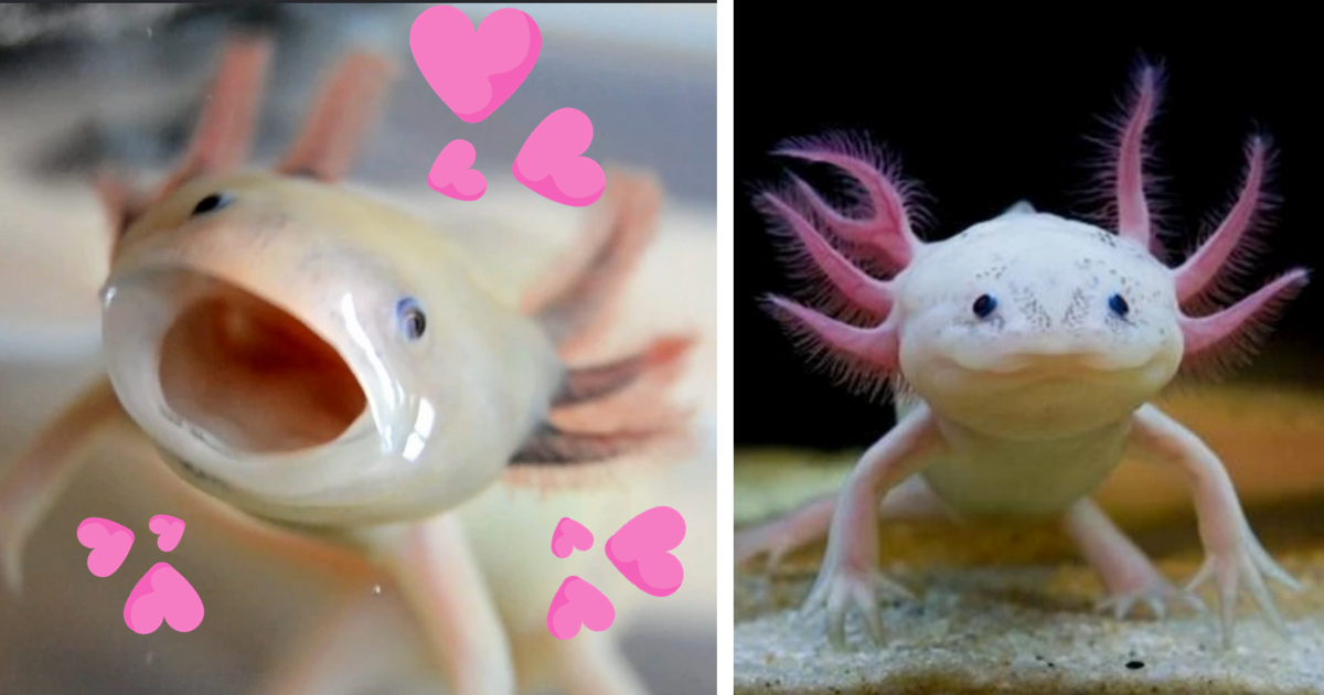 24 Awwdorable Axolotle Pics For Underappreciated Little Sea Monsters ...