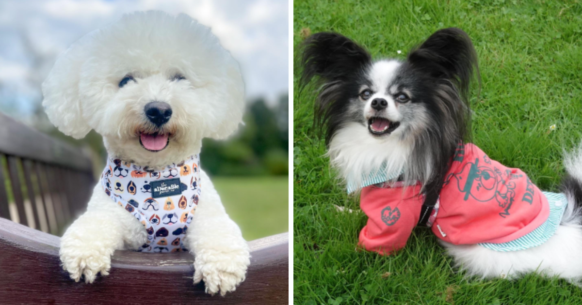 22 Pawsome Pooches Pawsitively Flashing Puptastic Smiles - Animal ...