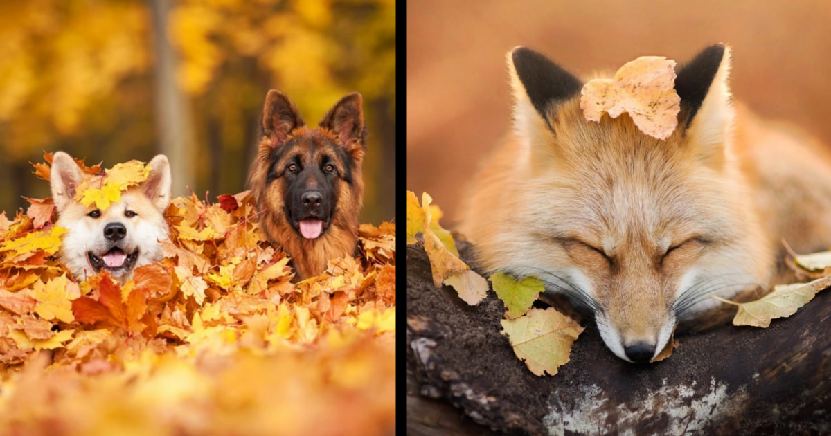 26 Absolutely Adorable Animals In Autumn To Warm Your Heart Like A Cup ...