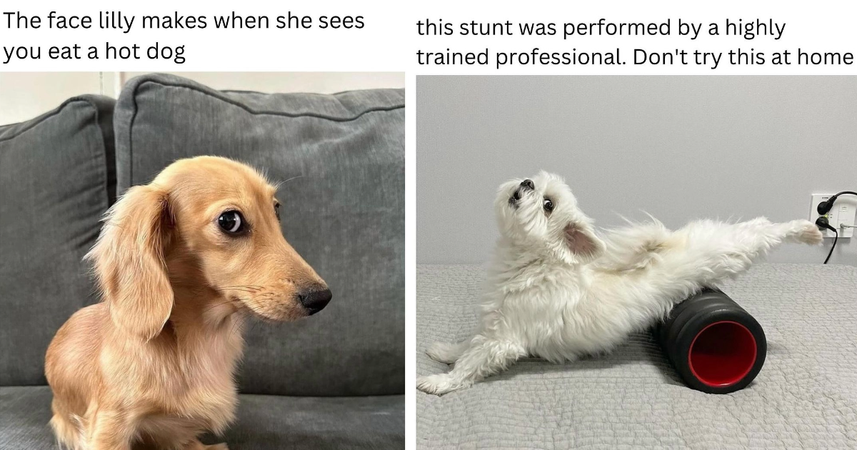 Sweet And Silly Memes Of Playful Pups To Raise Your Office Morale ...