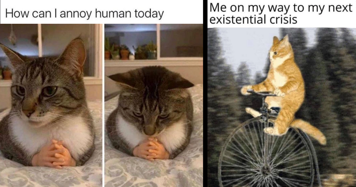 34 Funniest Felines And Cat Memes To Help You Forget It's Only Tuesday - I Can Has Cheezburger?