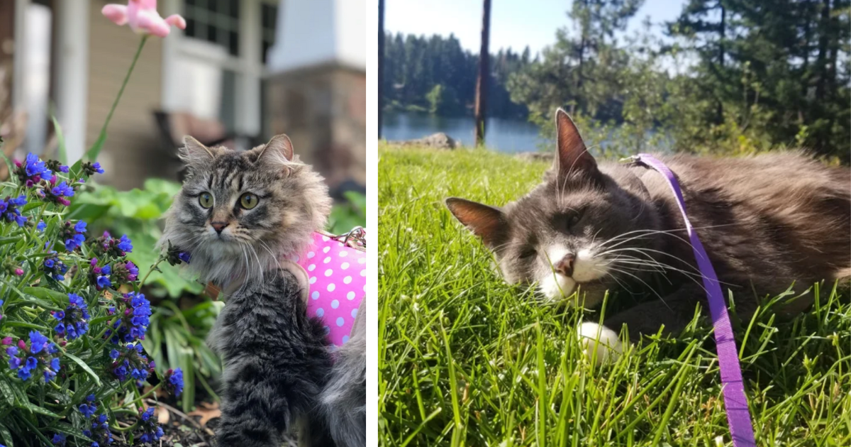 Take A Midweek Mood Boosting Mental Health Walk With These Cute Kitties ...