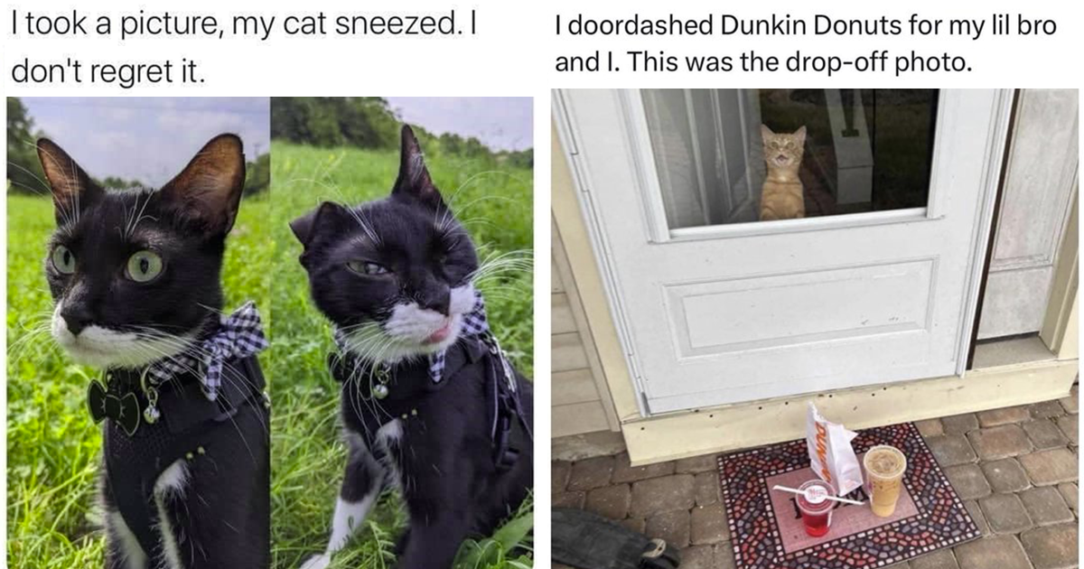 Mid-Week Madness: A Flurry of Feline Memes For Every Cat Person Who Can ...