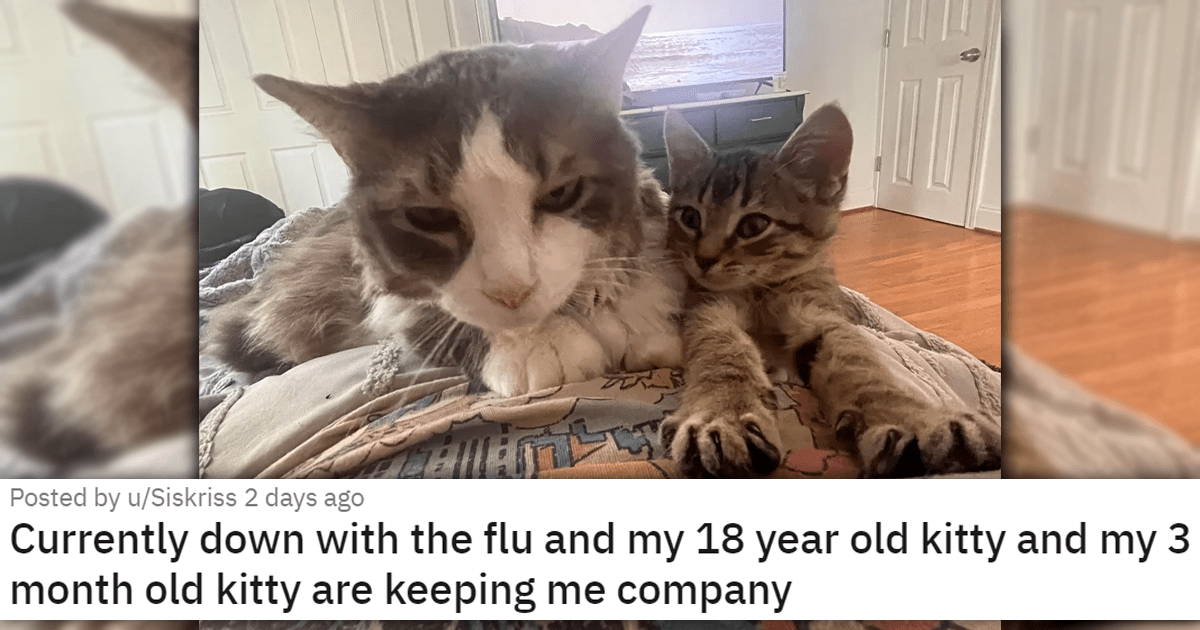 Daily Dose Of Cute This Weeks Best Compilation Of Cats Captured In