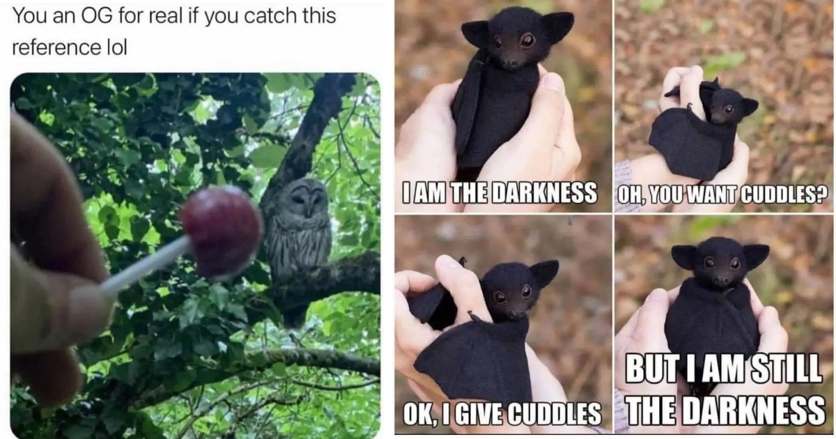 Adorable Affectionate Animal Memes For A Titter-Filled Tiny Tuesday ...