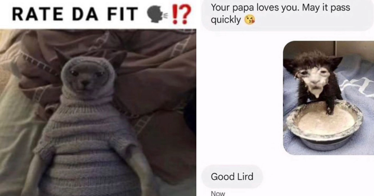 Weird Wacky Mid-Week Feline Memes To Fill You With Frenetic Feline ...