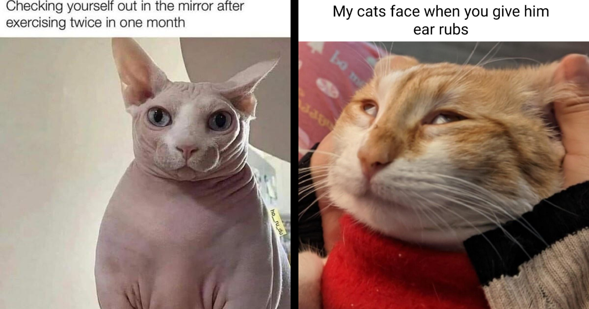 29 Flawlessly Funny Feline Memes To Forge Forward Towards That Fun ...