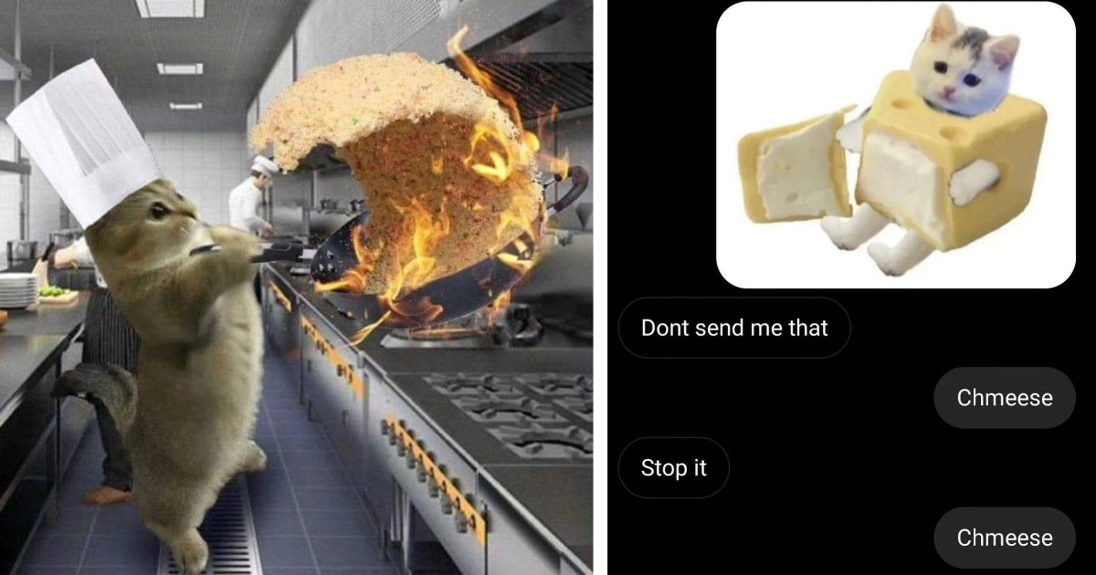 Hilarious Wholesome Cat Memes And Pics To Cure The Hump Day Grump - I ...