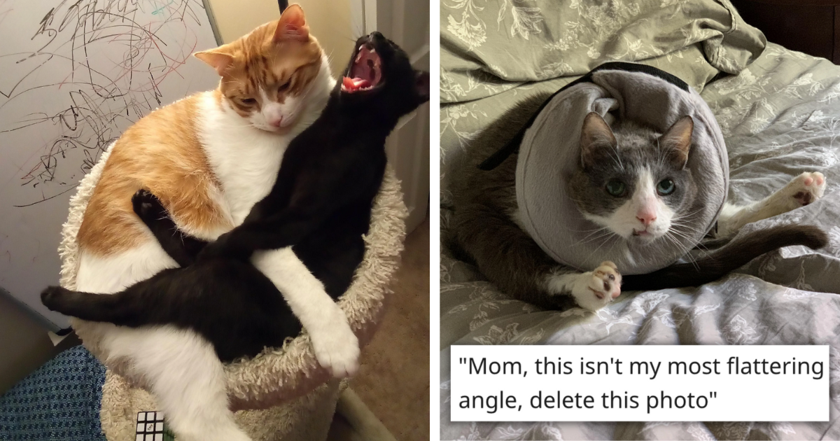 26 Simply Funny Cat Pics Purrfect For Ending The Workweek With A Good ...