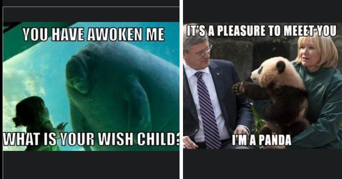 Wholesome Heartwarming Mid-Week Animal Memes To Get You Over The Hump ...