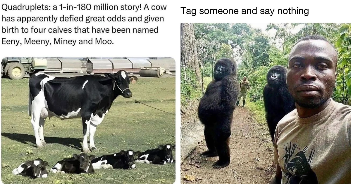 Inspiring Innocent Animal Memes To Motivate You To Follow Your Dreams ...